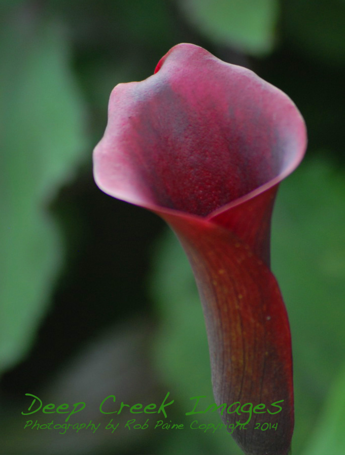 Wordless Wednesday : Long Tall Flower at Green Spring Gardens – I See ...